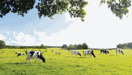 Book offers glimpse of an Iowa beef farm from a kid’s-eye view