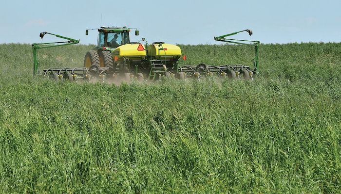 Farmer sees benefits in letting cover crops grow tall