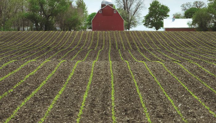 U.S. Corn & Soybean Planted Acres