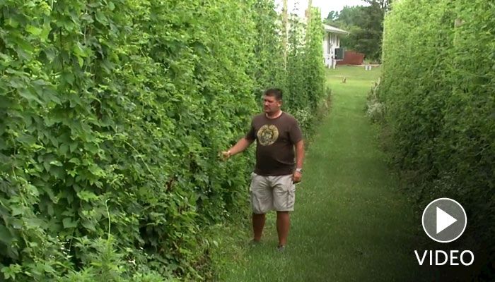 Iowa Minute: There's a growing demand for Iowa-grown hops