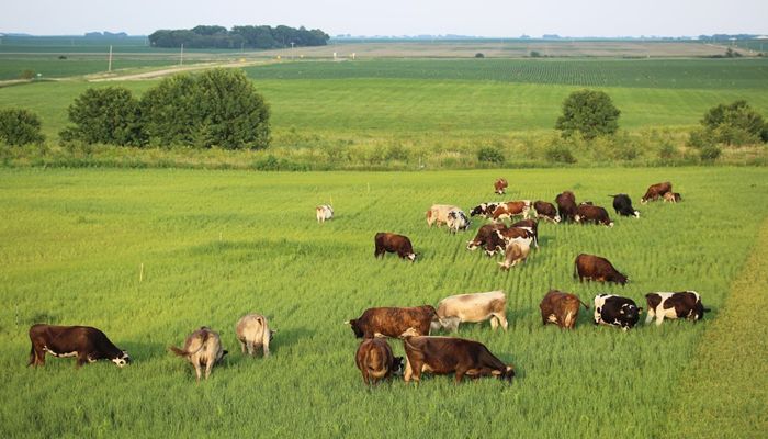 Grass-Fed vs. Grain-Fed Beef: What's the Healthy Choice?