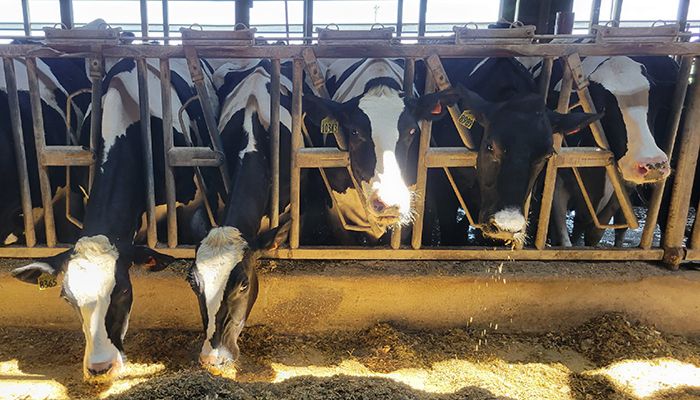 From cow to carton: Lessons learned on an Iowa dairy