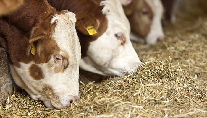 2024 Cattle Market Update and Outlook Webinar