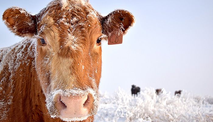 How do farmers care for cattle in the winter?