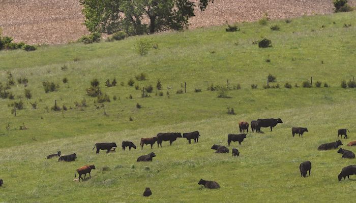 Take steps to restore pasture after hot, dry summer