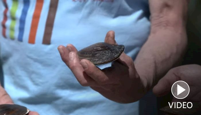 Iowa Minute: Mussels Return to Lime Creek