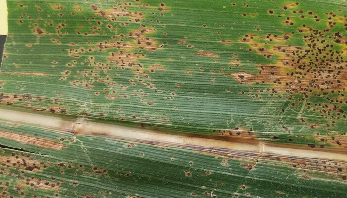 Management plan for tar spot starts now