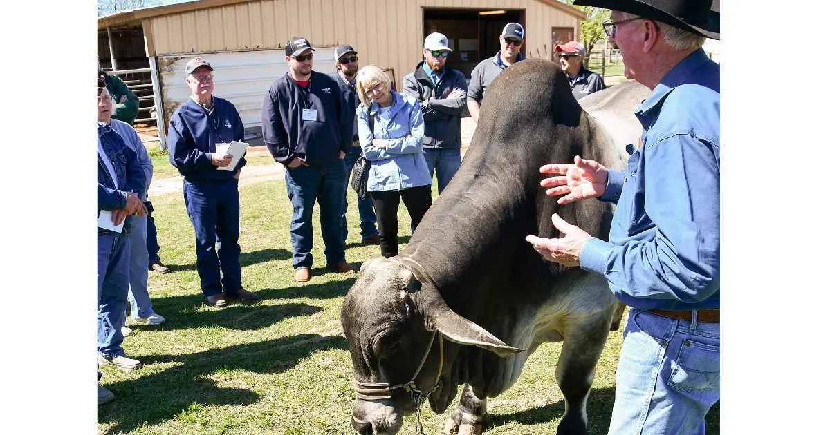 Tour examines struggles of Texas cattle industry