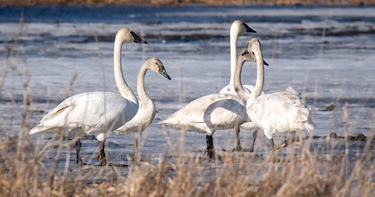 Trumpeter swans find a home on Iowa farms